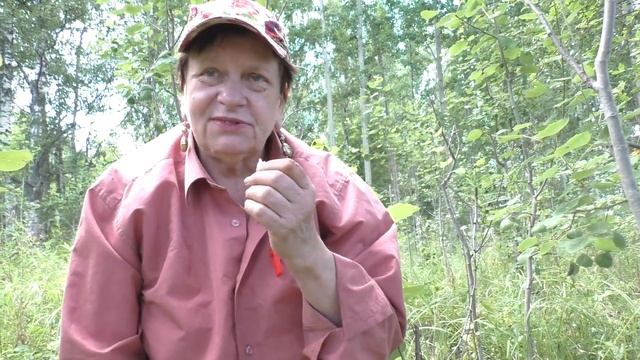 Ценный гриб!  Груздь белый  (настоящий) - Lactarius resimus