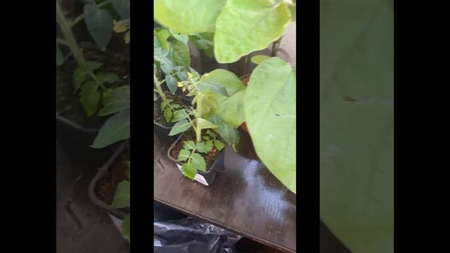 Из семян до урожая своими руками#shorts#семена#рассада#огород#дача