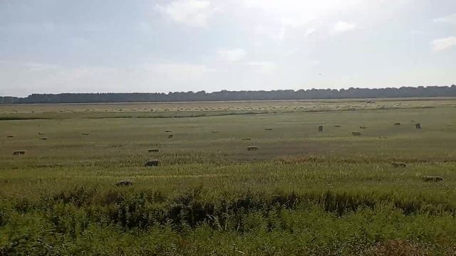 Вид из электрички Владикавказ - Минеральные воды!