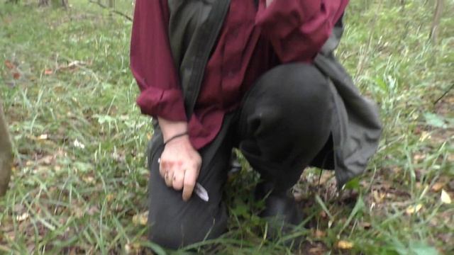 Сыроежка пищевая  ( Russula vesca)  -  Одна из лучших сыроежек
