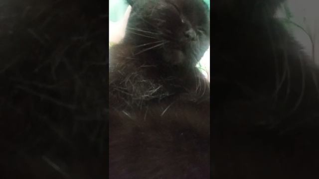 Кэт Милкинсон из вэри тайрэт