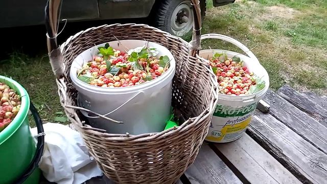 Пришли с болота, принесли морошку.