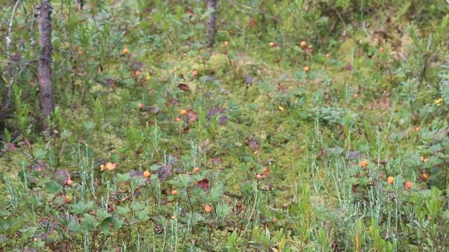 Как и где растёт морошка. Уломские болота.