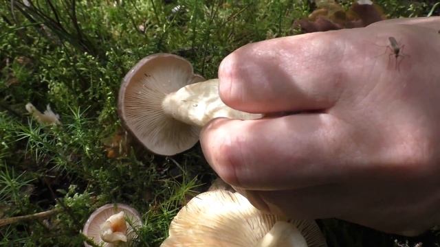 Груздь сизый,  Млечник обыкновенный, Дуплянка жёлтая, Путик, Серушка - хороший гриб!