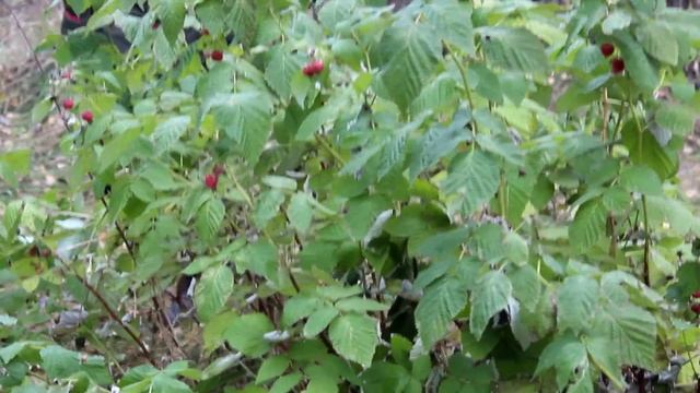 "Геракл" на севере. Малина зреет на морозе.