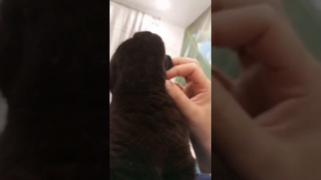 Кошка Милка и нежнятина