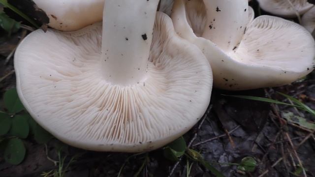 Рядовка скученная -  Lyophyllum decastes. Деликатесный гриб.