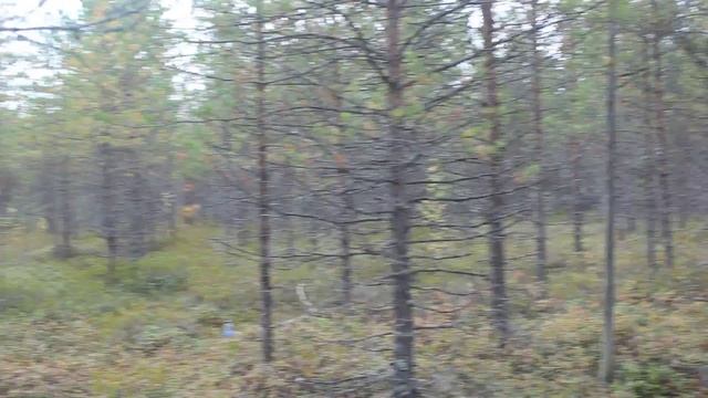 Как растёт голубика.