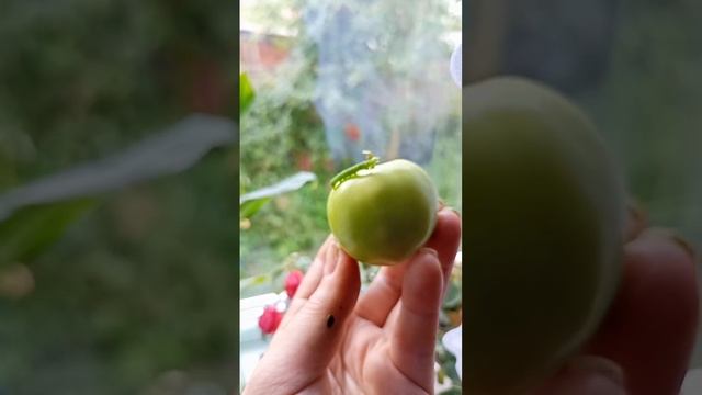 Есть ли жизнь на Apple?