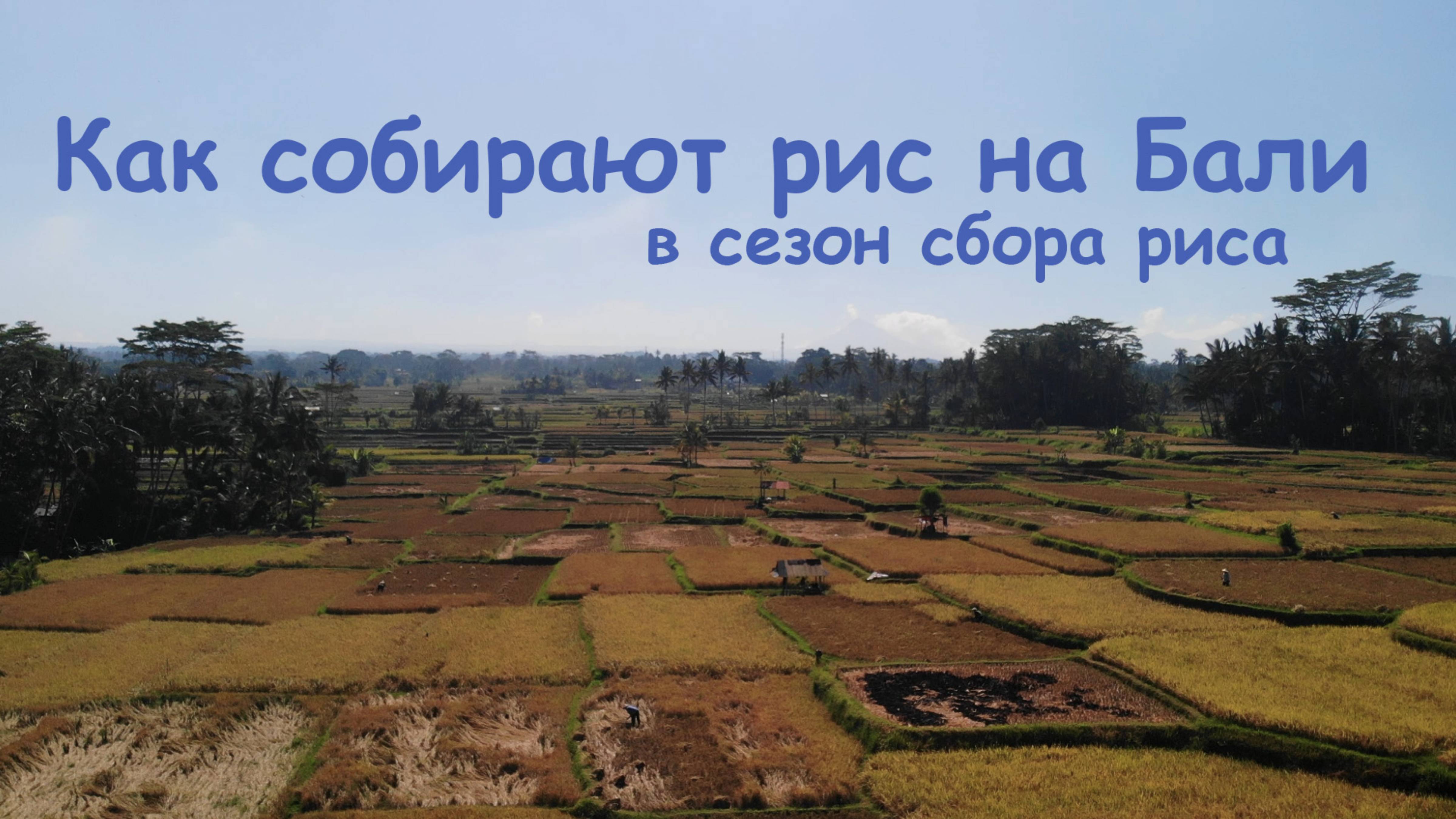 Сбор риса на Бали. Как мы попали на этот сезон и как его собирали. Ubudone. Убуд.