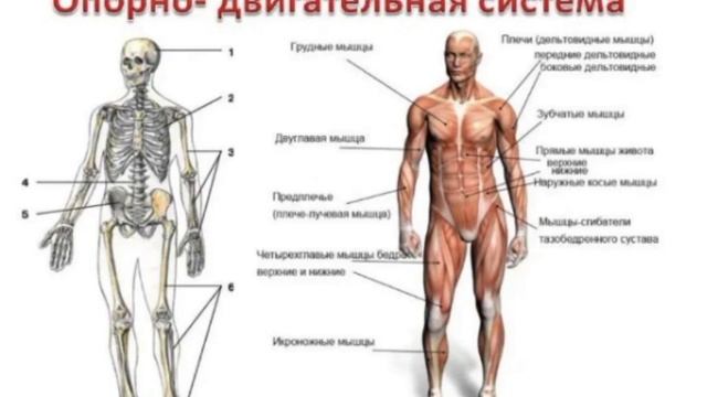 Исцеление всех болезней опорно - двигательной системы ( скелет, мышцы) - сеанс Алмазные рейки