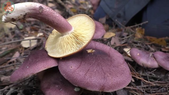 Красивый гриб без вкуса! Рядовка жёлто-красная - Tricholomopsis rutilans.