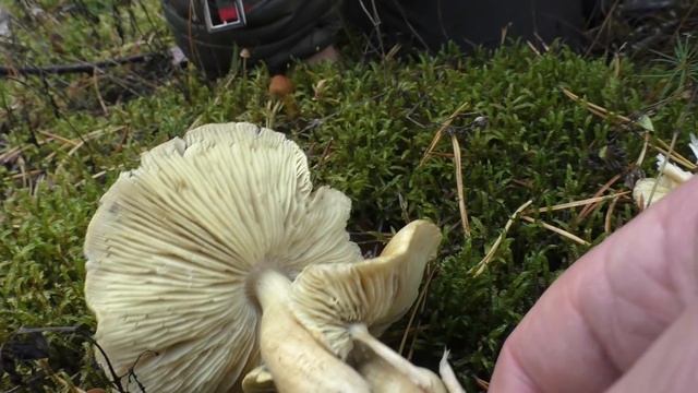Двойник зеленушки! Рядовка еловая - ядовитый гриб. Tricholoma aestuans.