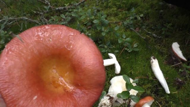 Поплавуха  -  Сыроежка болотная. Russula paludosa. Прекрасный гриб!