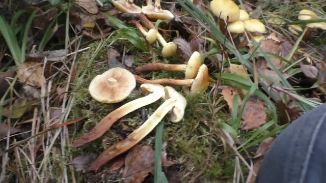 Осторожно! Несъедобный "опёнок"! Чешуйчатка ольховая - Pholiota alnicola