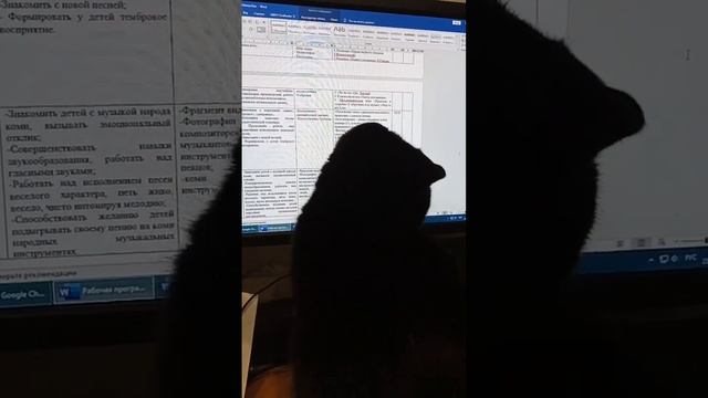 Кошка Милка и планы занятий