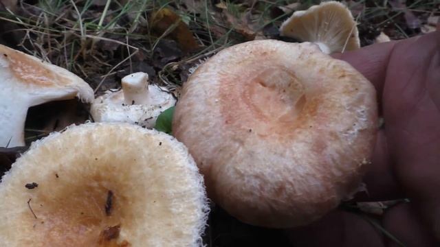 Белянка, Волнушка белая - хороший гриб для засола. Lactarius pubescens
