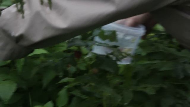 Малина сорта "Геракл"   2016г