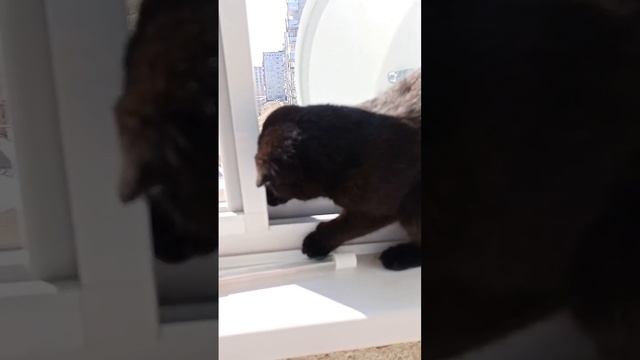 Кошка Милка и голодные игры