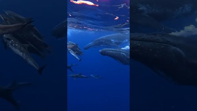Такую красоту вы можете встретить на острове Маврикий 🐋 Все об отдыхе на островах у нас @maldives_tr