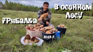 Тихая охота 2023. ГРИБАЛКА В ОМСКОЙ ОБЛАСТИ.