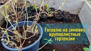 Готовим крупнолистную гортензию к зимовке