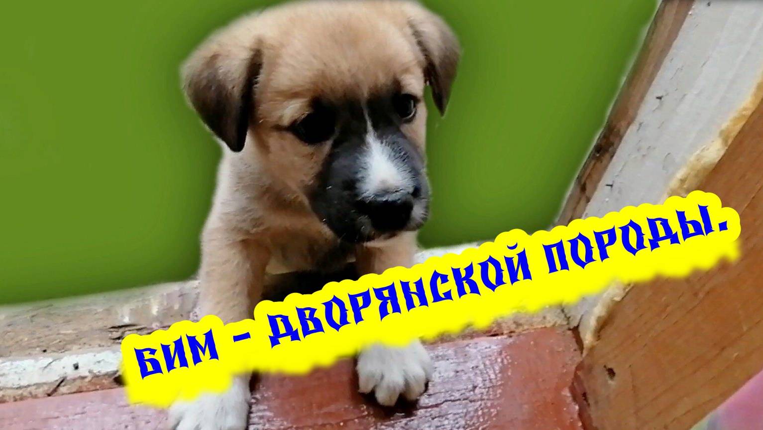 Когда подарили нам Бима! друг дворянской породы. (из моих архивов: 2020г)