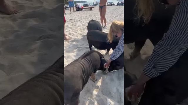 Pig's Island#shorts #tiktok#остров