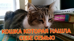Кошка которая нашла себе семью.