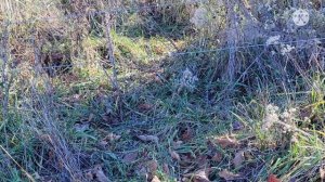 Why To Reset Your Trap After Heavy Rain ~ Checking the trapline {2021 2022 Season}