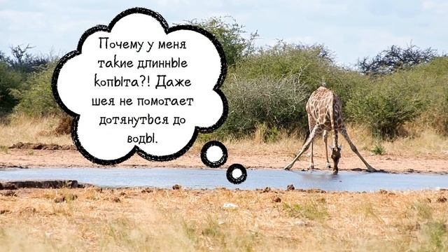 Жирафы - удивительные великаны