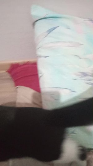 сидим с котом