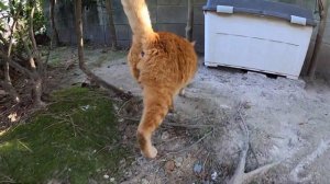 ベンチに座っていた茶トラ猫が猫ハウスに帰っていく