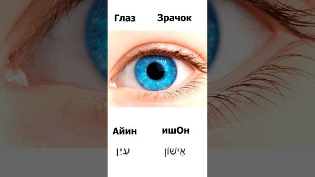 Слова  на Иврите для начинающих / Глаз - Айин Зрачок - ишОн