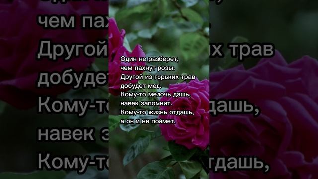 Розы #книги #цитаты #мысли #лирика #женщины