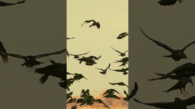 Пшеничное поле(фрагмент)