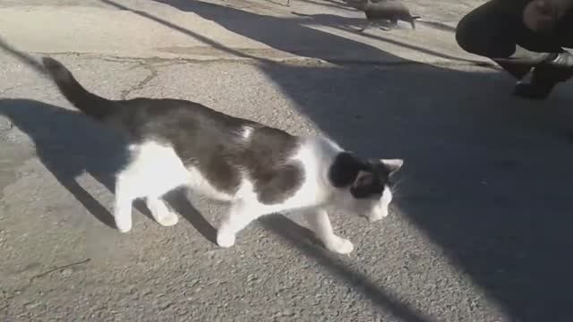 Кот и мячик в Алуштинском троллейбусном парке...