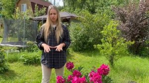 Пионы отцвели - что делать дальше? Обрезка пионов. Подкормки пионов. Уход за пионами после цветения