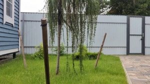 Сад мечты на 350м². Преображение сада через три месяца.