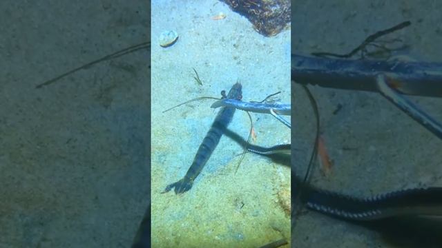 New Video Crab Exploration