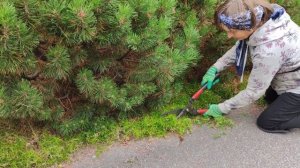Для чего стричь флоксы? Как подстричь почвопокровные?