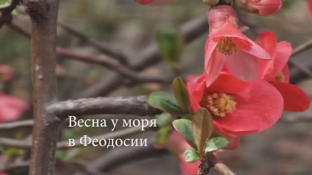 Весна У Моря Феодосия