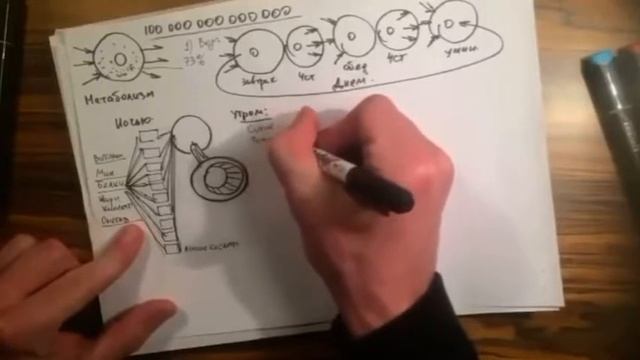 Клеточное строение организма