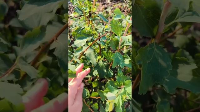 Как создать быстрый прирост живой изгороди (спирея)? Две недели после стрижки