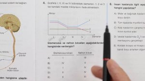 ÖSYM tarzı güzel bir nefron sorusu