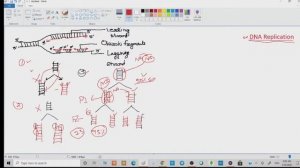 DNA Replication