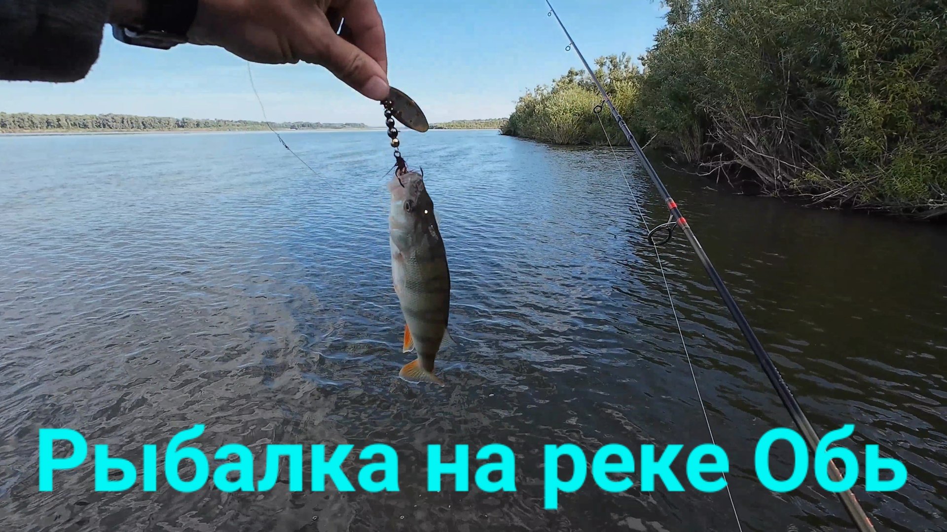 Бешеный клёв щуки на Оби.