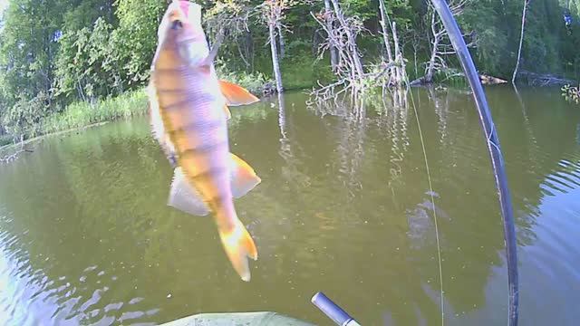 Вспоминая лето. Рыбалка на спиннинг удалась...