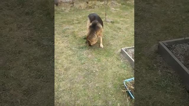 Волк жует траву