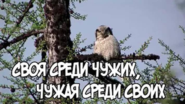 Записки Сибирского Натуралиста 4 сезон, 15 серия. Своя среди чужих, чужая среди своих.
